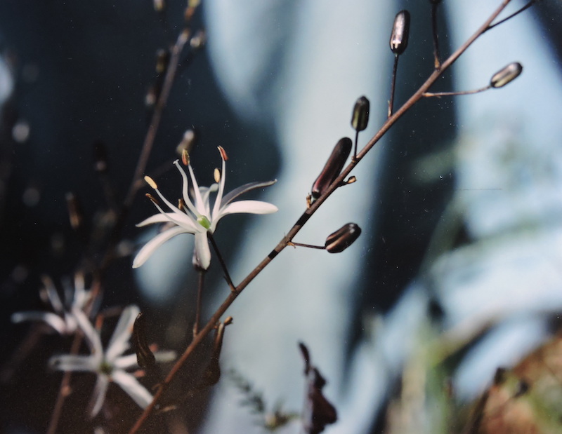 Friends of Albany Hill – Preserving nature and open space